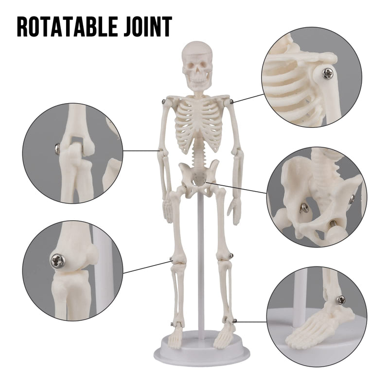 Mini Human Skeleton Model, Portable 20cm Skeleton Bone Model with ...