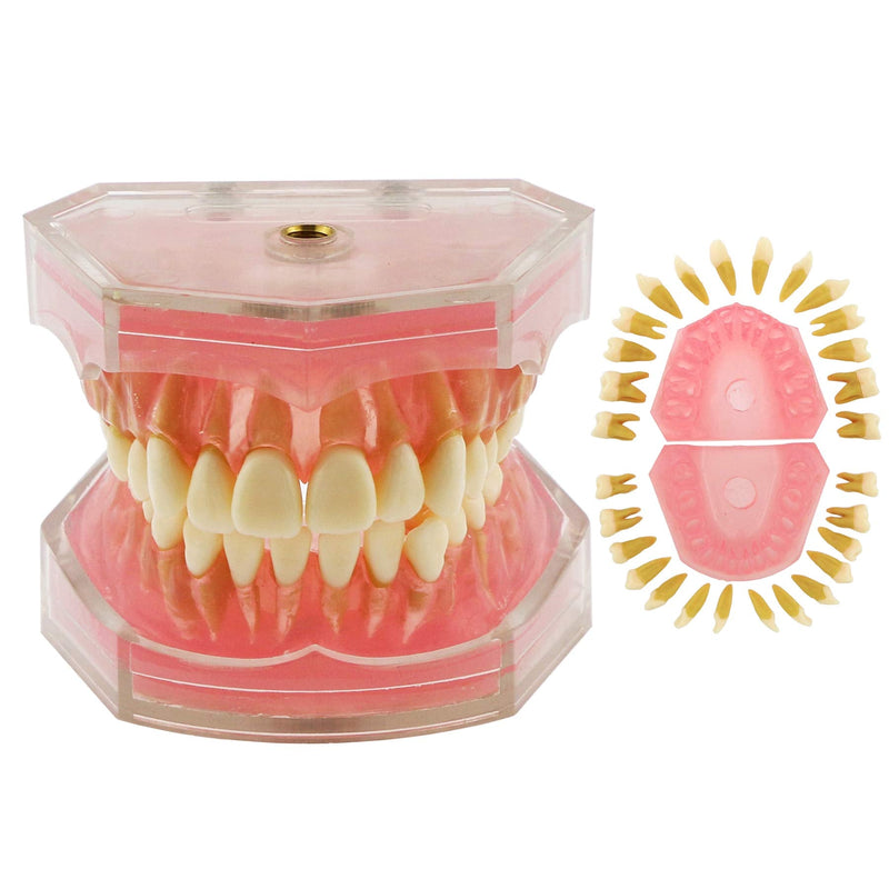 Dental Demonstration teeth Model - Standard Study Teaching dental mode ...