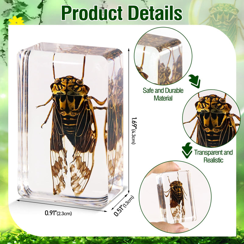 6pcs Insect in Resin Specimen, Bugs Collection Paperweights Animal ...