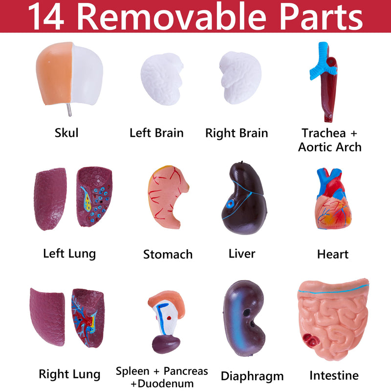 Human Body Model for Anatomy Study - 15 PCS Removable 11 inch Human ...