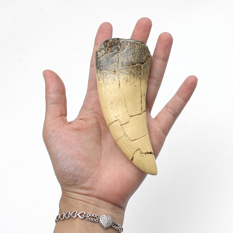 T rex Tooth, Dinosaur Teeth, Resin Tyrannosaurus Toothy Direct Cast ...