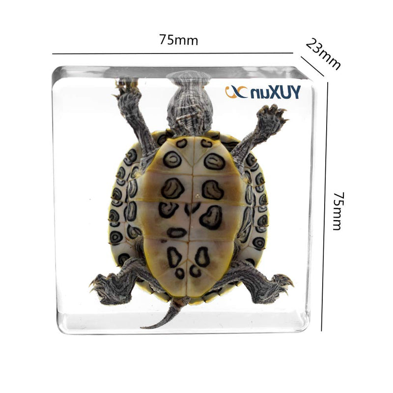 Real Turtle Specimen Paperweight Brazil Turtle Tortoise Animal Specimen ...