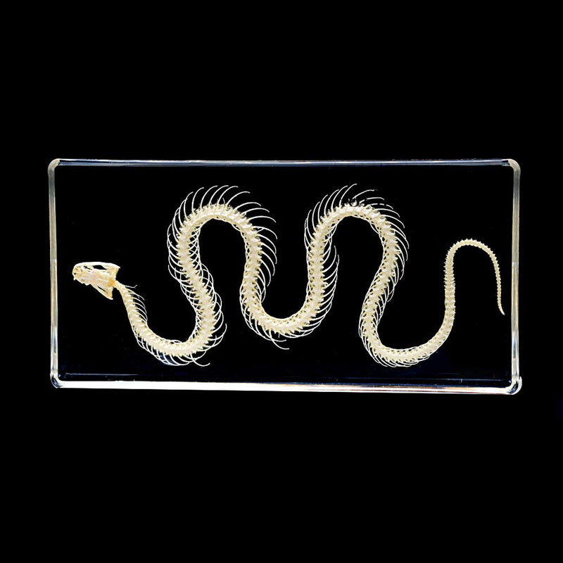 Real Snake Skeleton Animal Specimen in Acrylic Block Paperweights ...