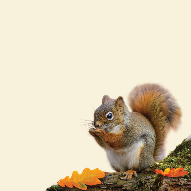 Great Papers! Acorn Letterhead, 80 count, 11" x 8.5" (2017013 ...